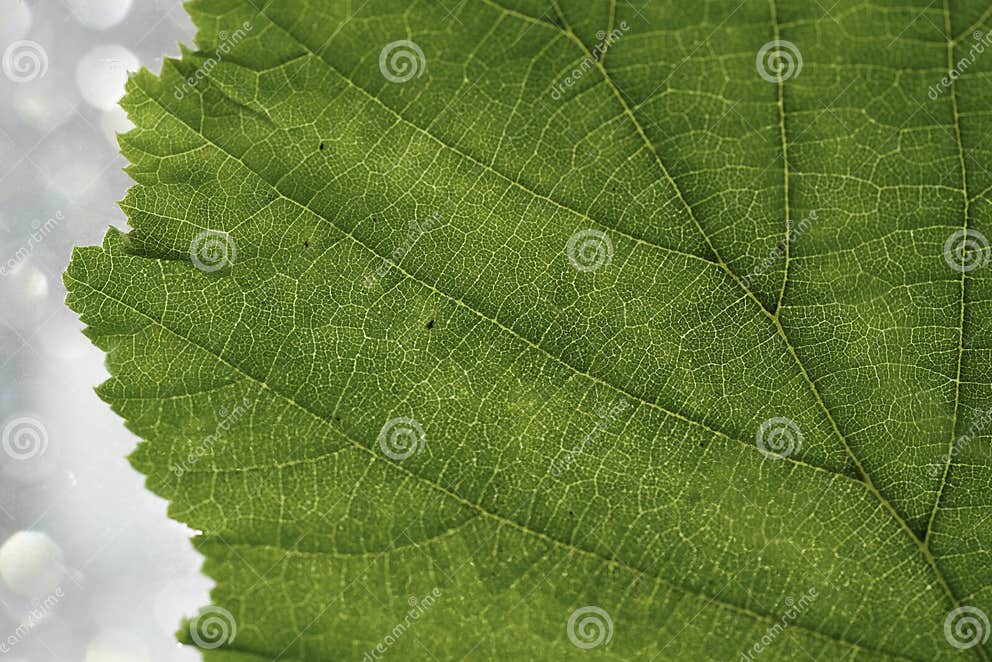Leaf of a deciduous tree stock image. Image of bokeh - 261277409