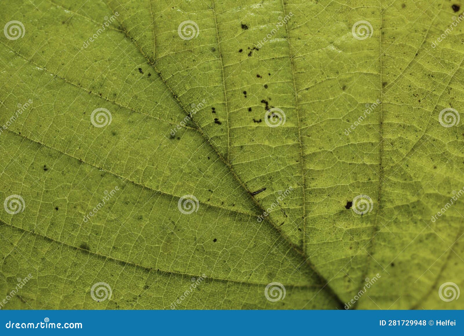 Leaf of a deciduous tree stock photo. Image of color - 281729948