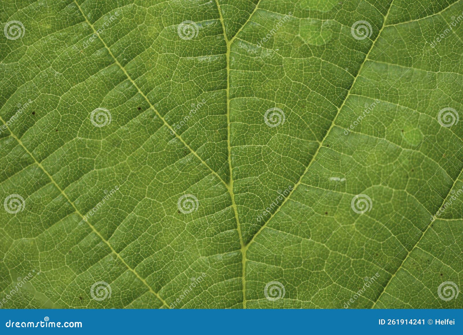 Leaf of a deciduous tree stock image. Image of concept - 261914241