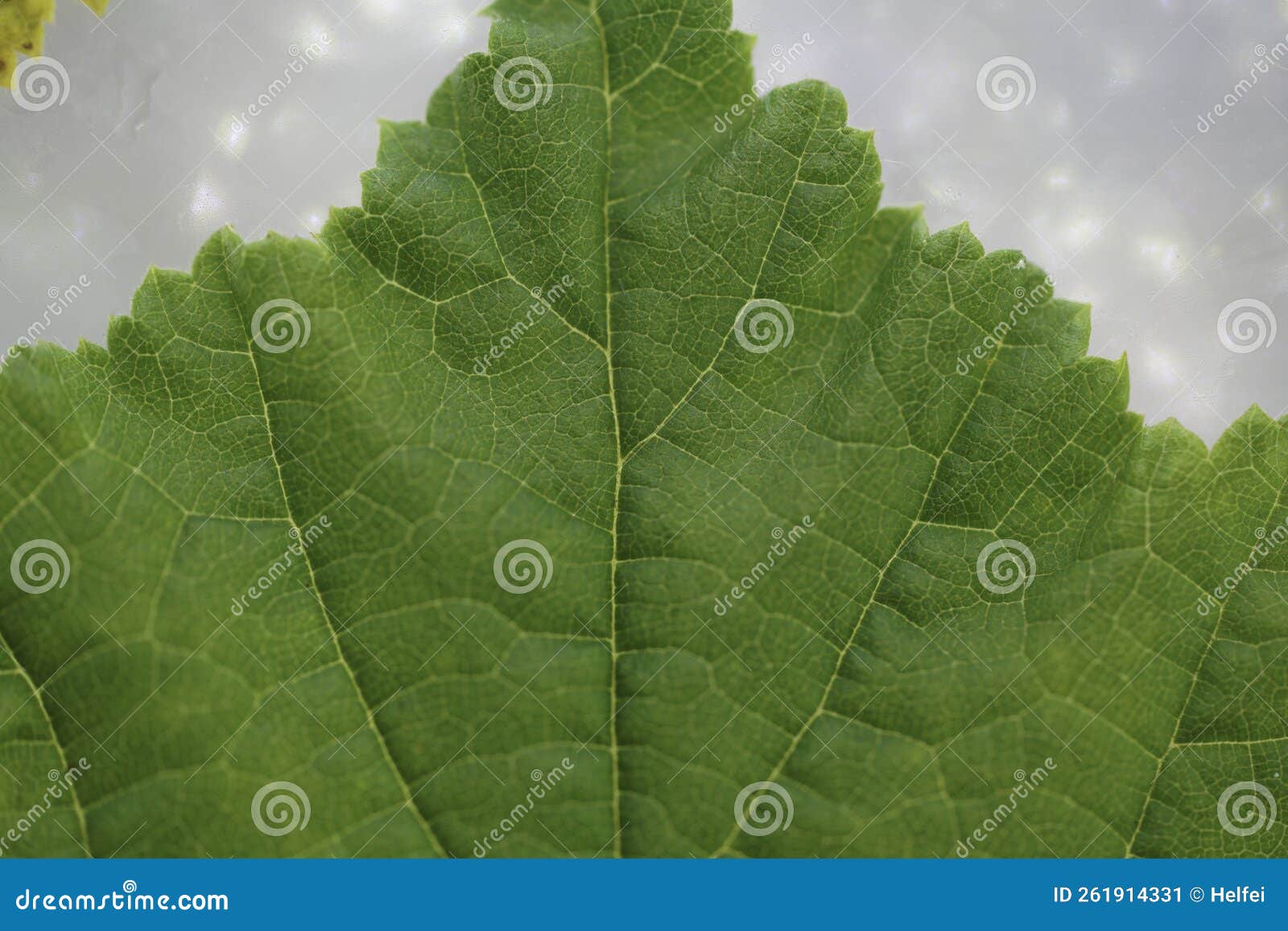Leaf of a deciduous tree stock image. Image of october - 261914331