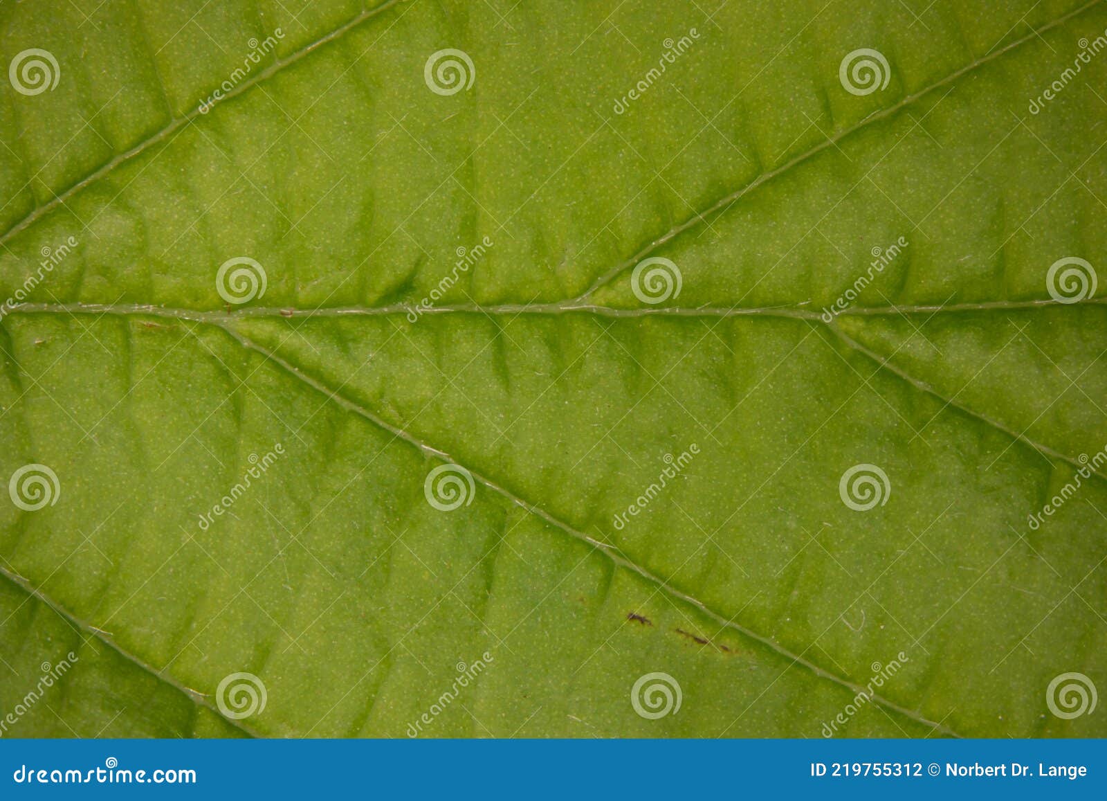 Leaf of a deciduous tree stock photo. Image of magnifying - 219755312