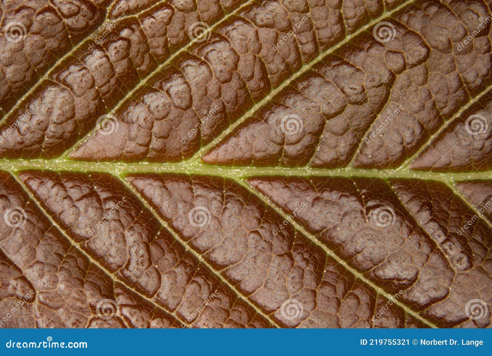 Leaf of a deciduous tree stock image. Image of growth - 219755321