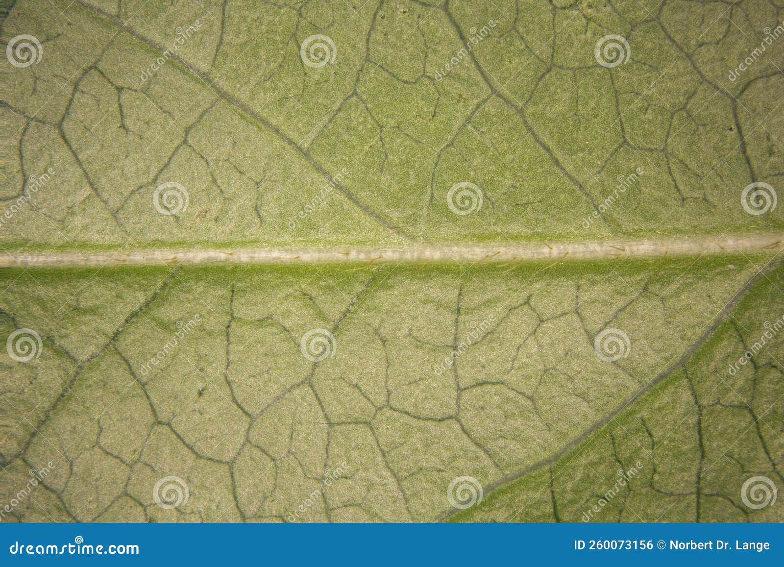Leaf of a deciduous tree stock photo. Image of cells - 260073156