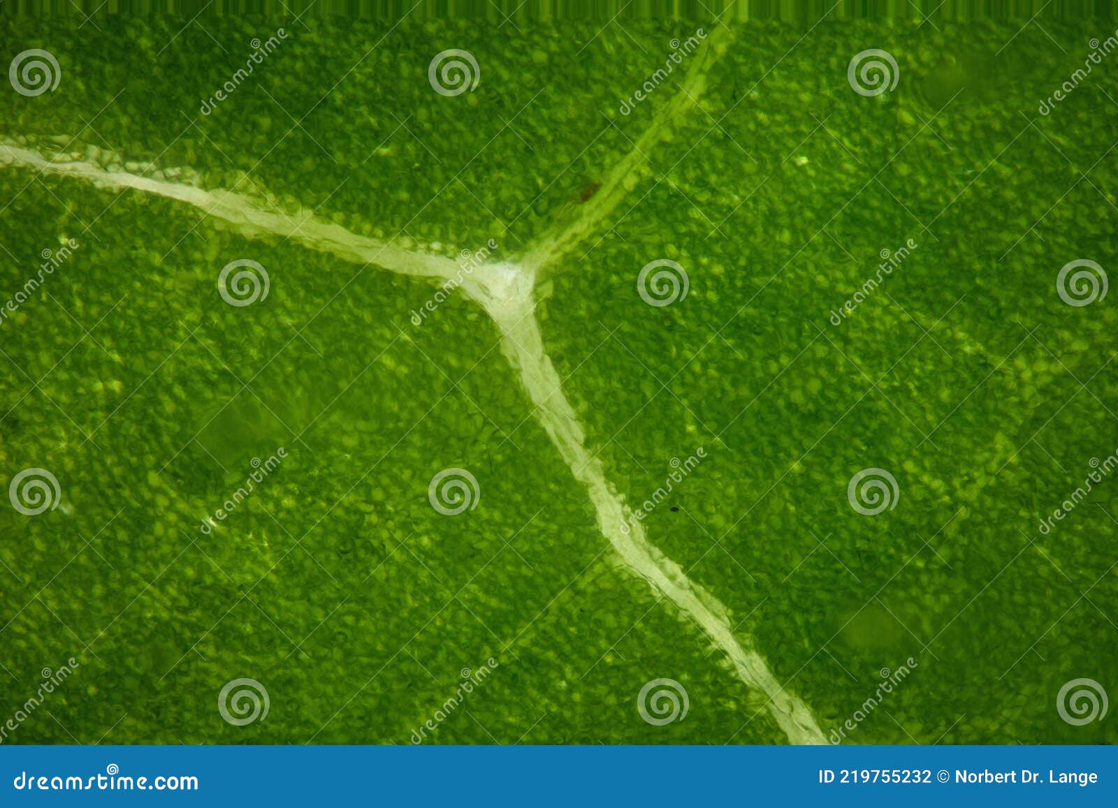 Leaf of a deciduous tree stock photo. Image of plant - 219755232