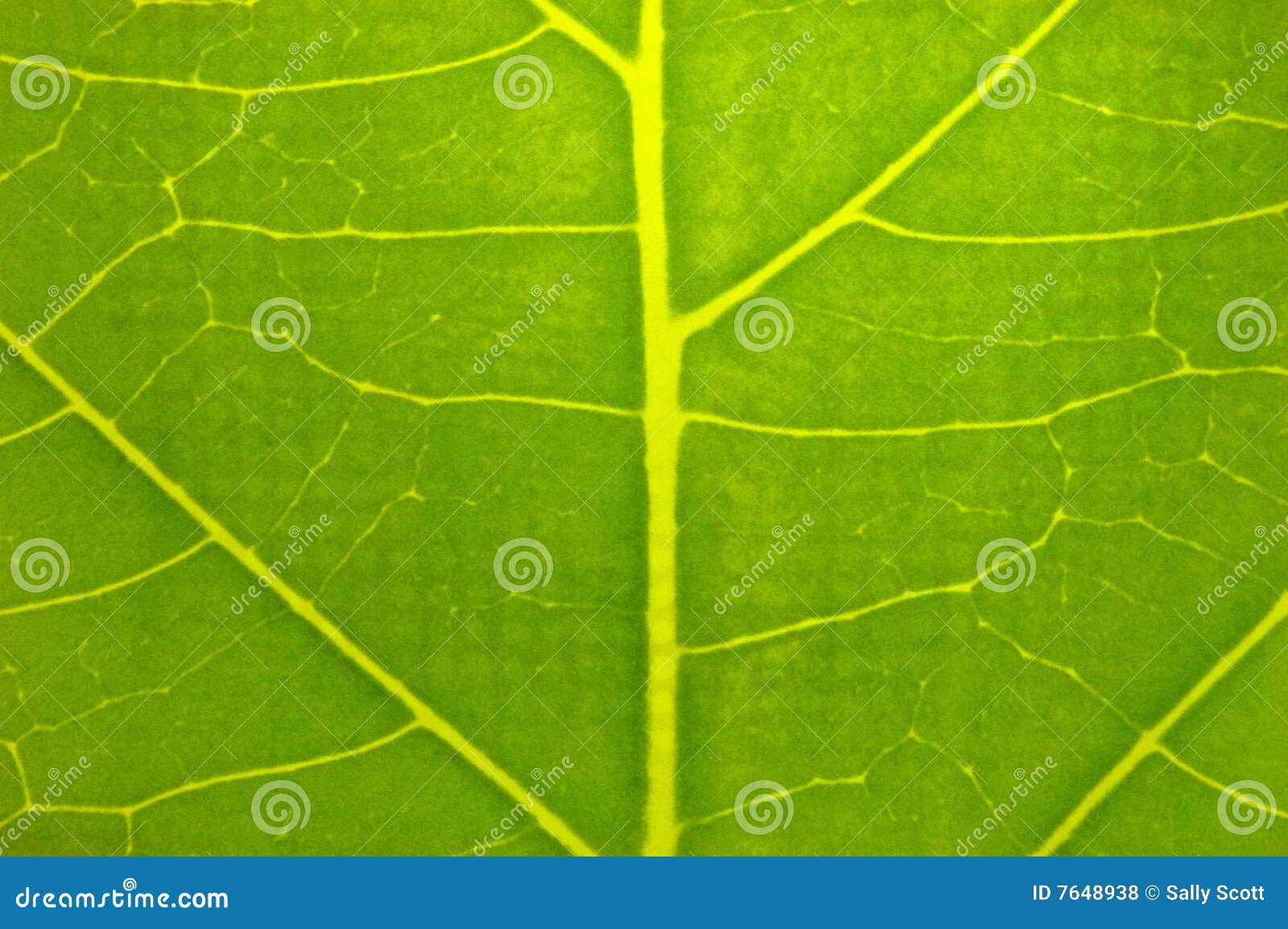 Leaf design stock photo. Image of vibrant, china, leaf - 7648938