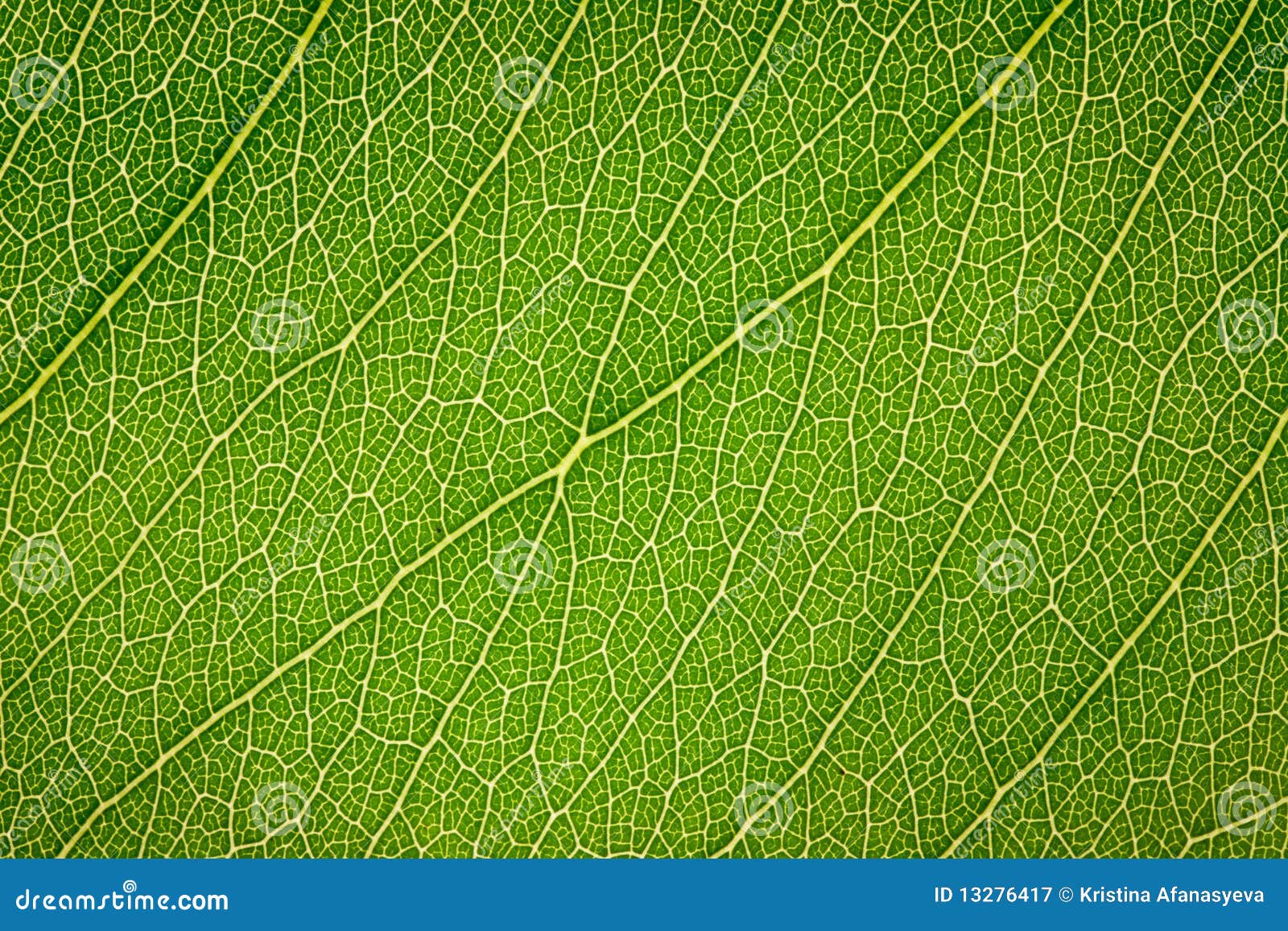 Leaf detail stock image. Image of macro, life, abstract - 13276417