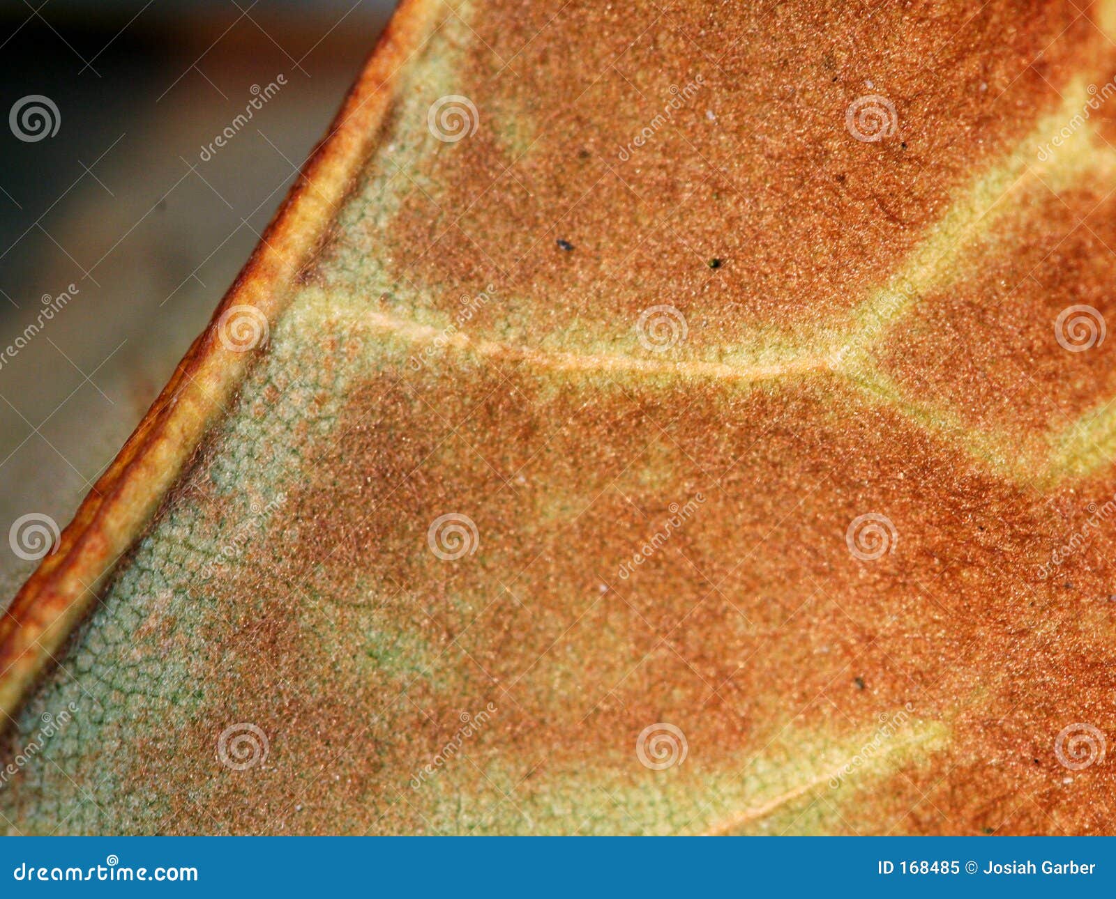 Leaf Detail Picture. Image: 168485