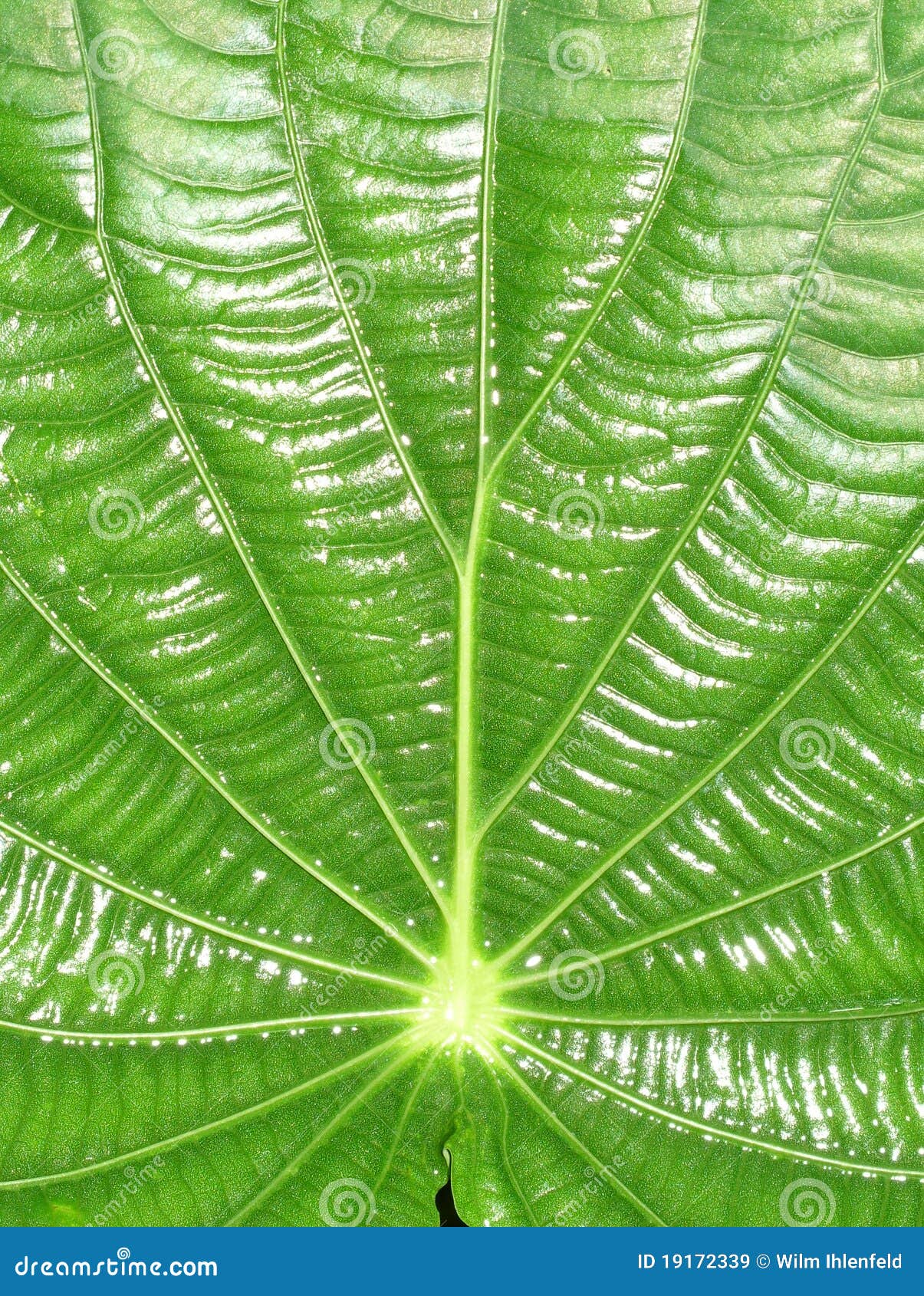 Leaf detail stock image. Image of natural, fresh, structure - 19172339