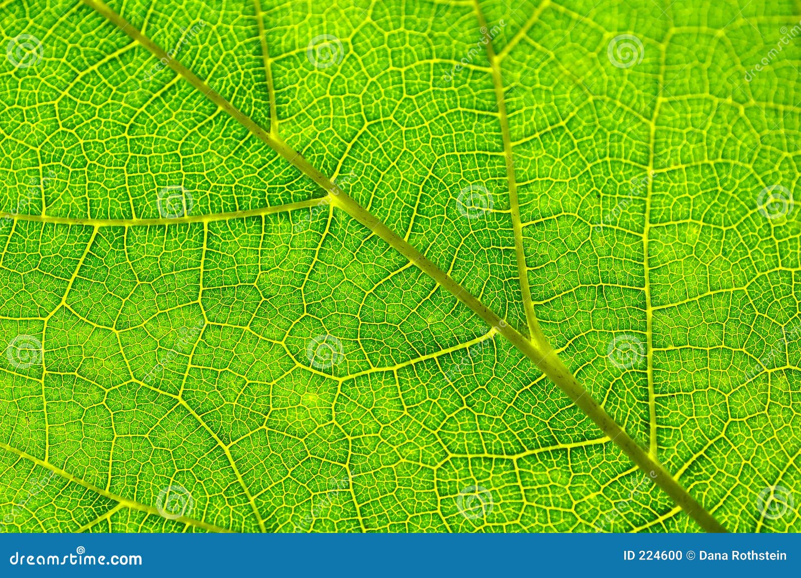Leaf Detail stock photo. Image of green, tree, nature, pattern - 224600