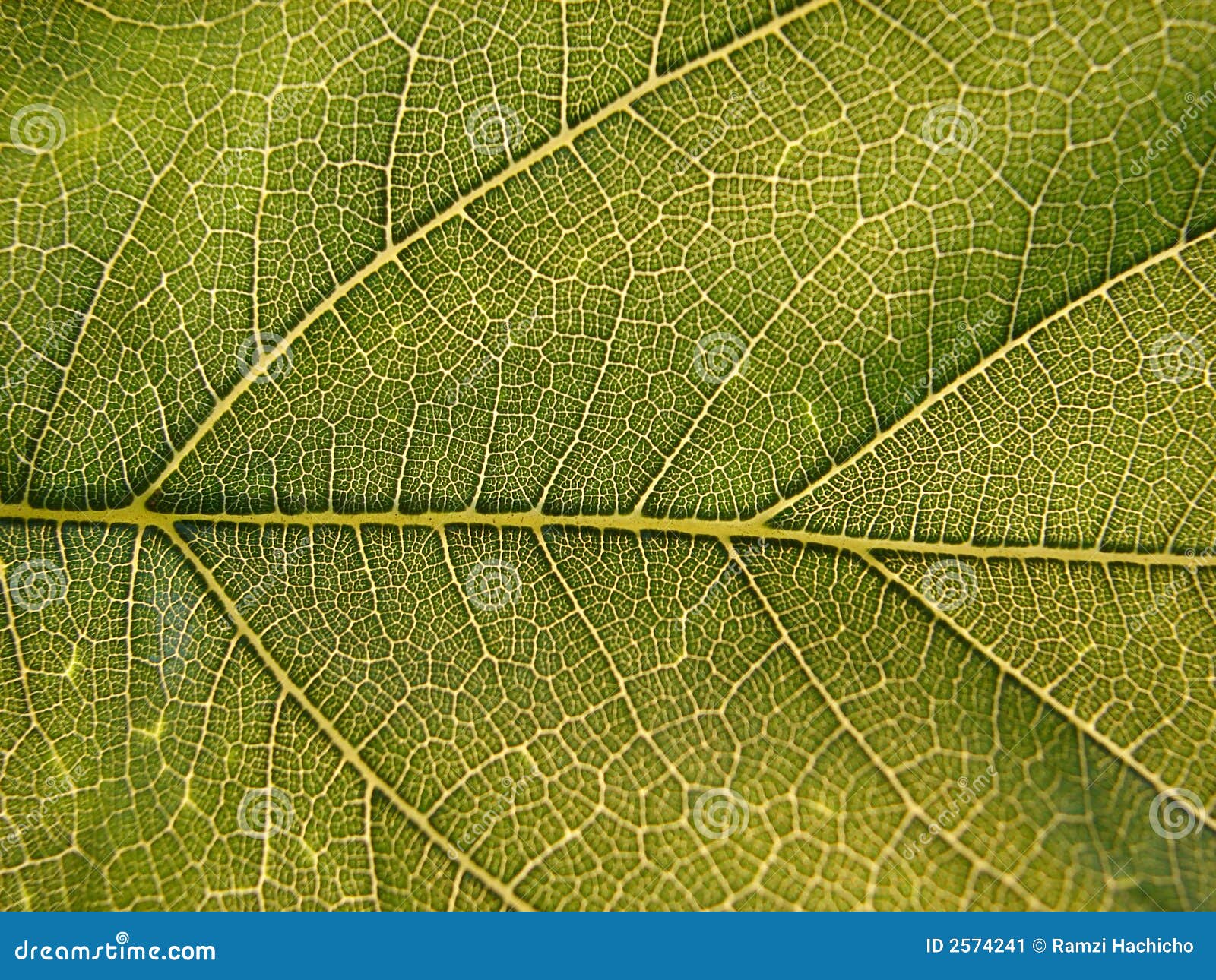 Leaf detail stock image. Image of nidus, garden, form - 2574241