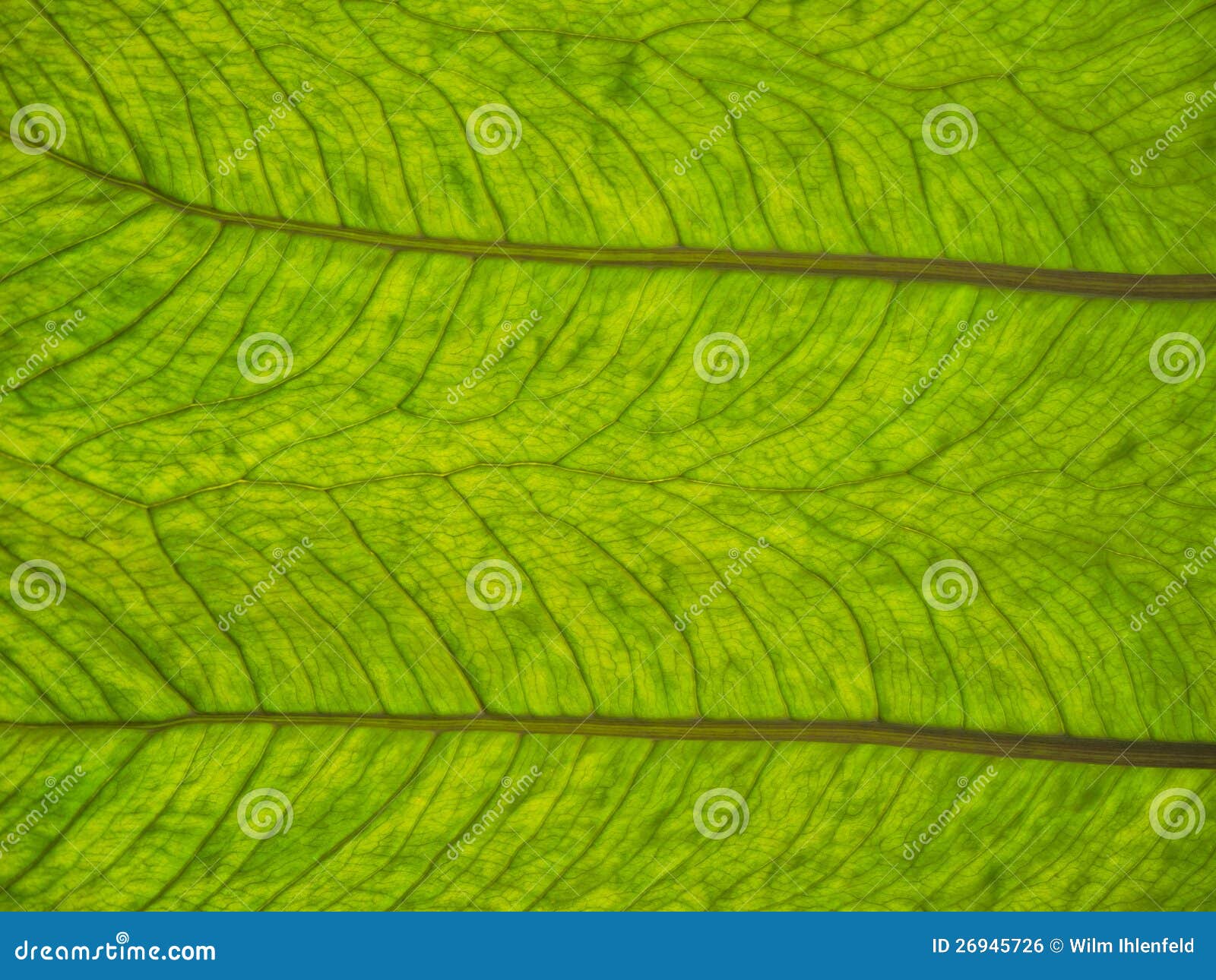 Leaf detail stock photo. Image of surface, flora, botanical - 26945726