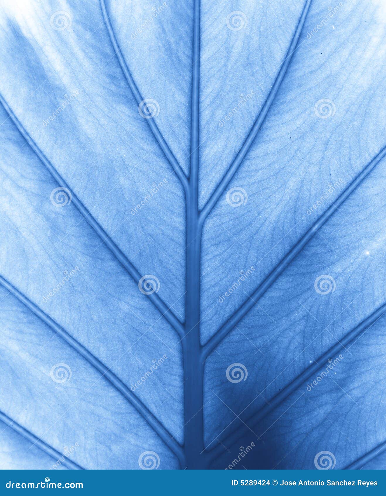 Leaf detail stock photo. Image of environment, natural - 5289424