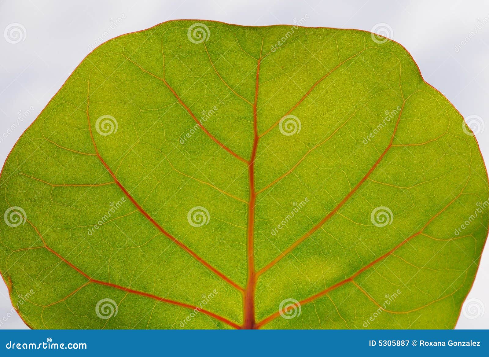 Leaf Detail Picture. Image: 5305887