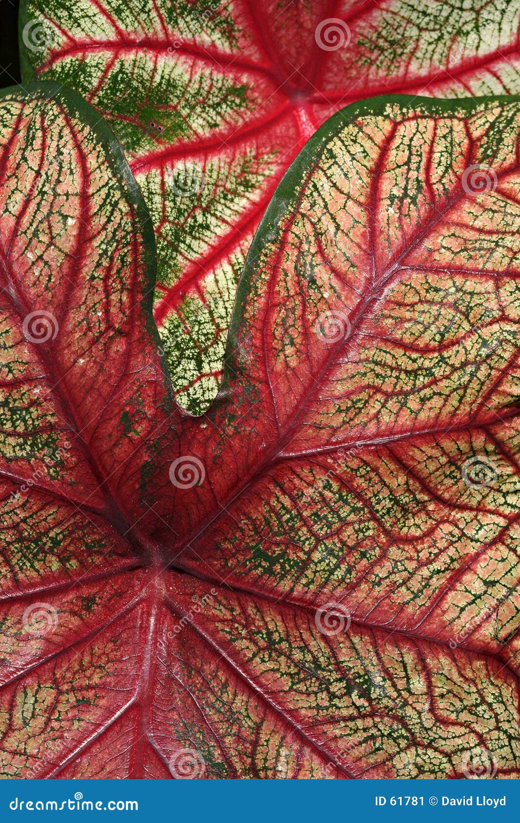 Leaf detail stock image. Image of plant, foliage, vein, veins - 61781