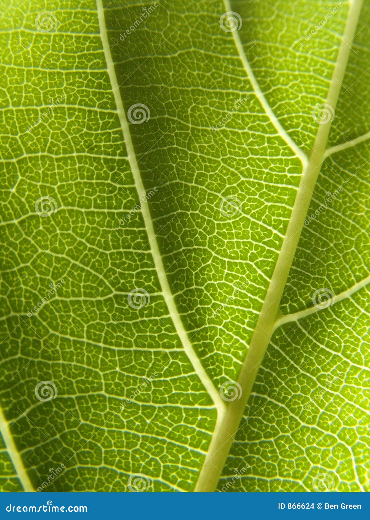 Leaf Detail stock photo. Image of leaves, vien, vegetation - 866624