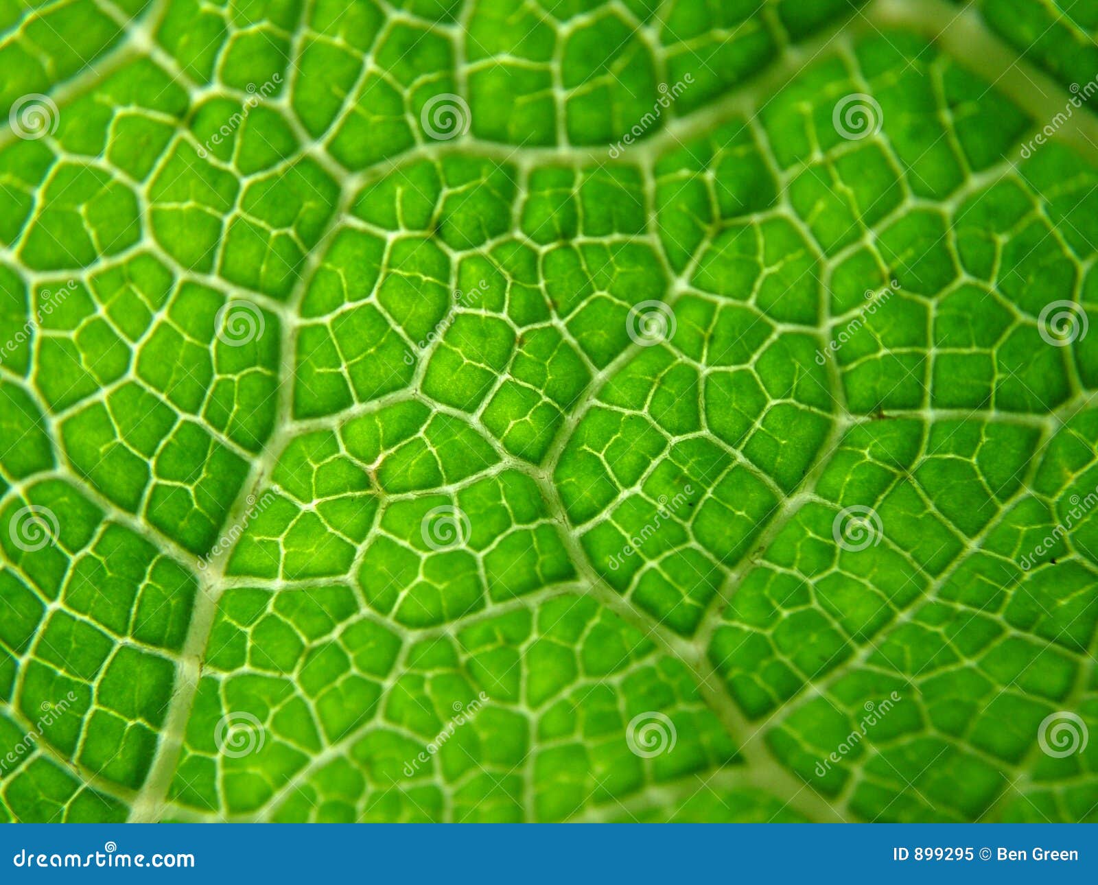 Leaf Detail stock image. Image of plant, green, texture - 899295