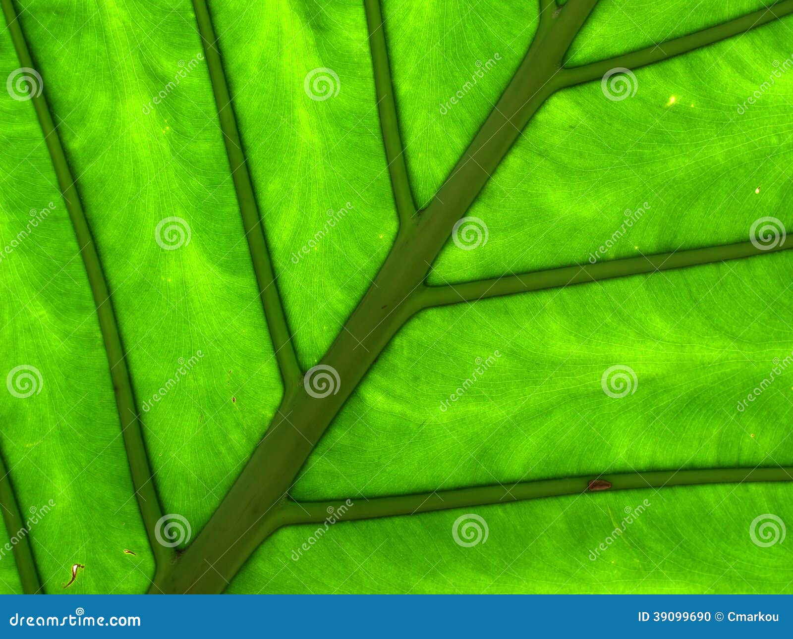 Leaf detail stock photo. Image of background, macro, grow - 39099690