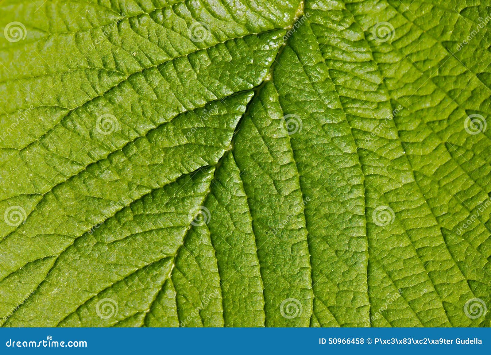 Leaf detail stock photo. Image of health, light, protection - 50966458