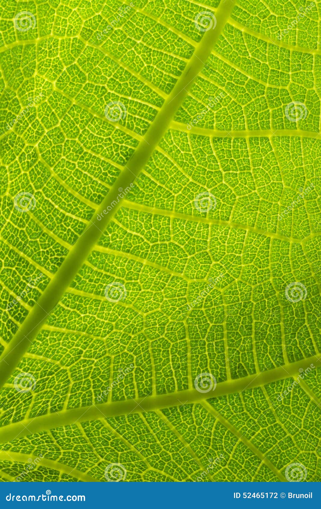 Leaf Detail stock photo. Image of plant, detail, vein - 52465172