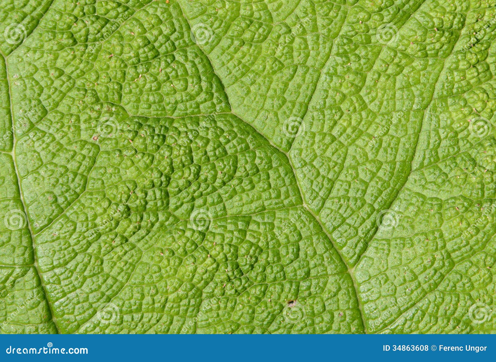 Leaf detail stock photo. Image of detail, live, flora - 34863608