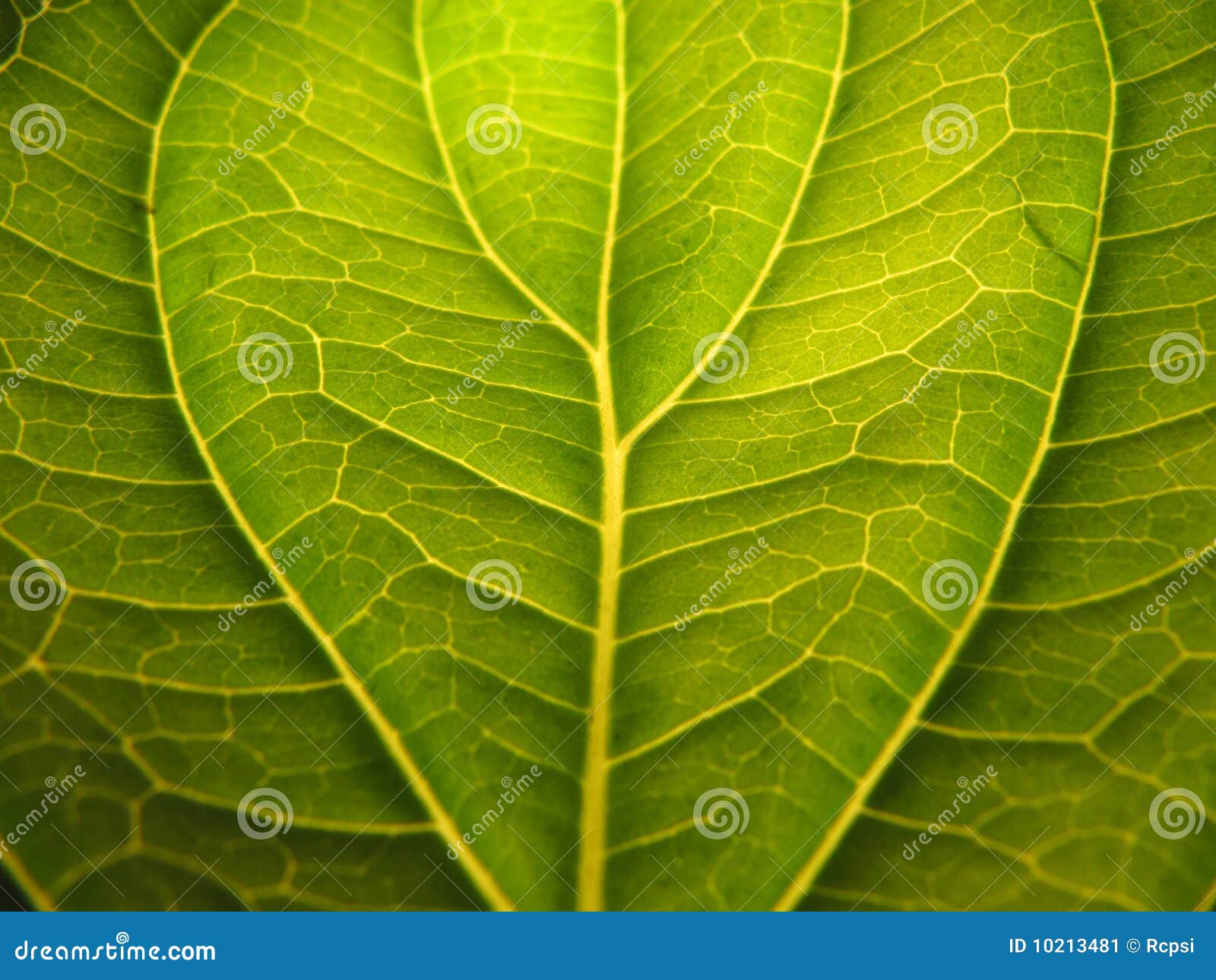 Leaf detail with shadows stock image. Image of leaf, green - 10213481