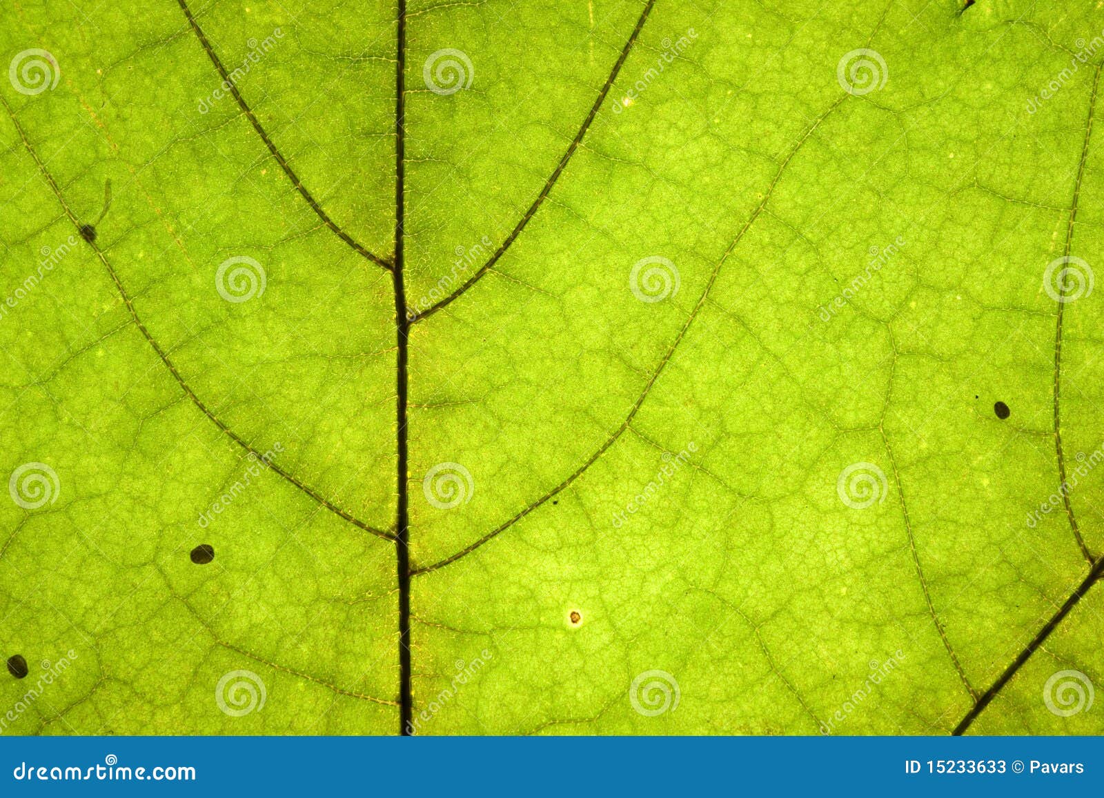 Leaf detail texture stock image. Image of ecology, background - 15233633