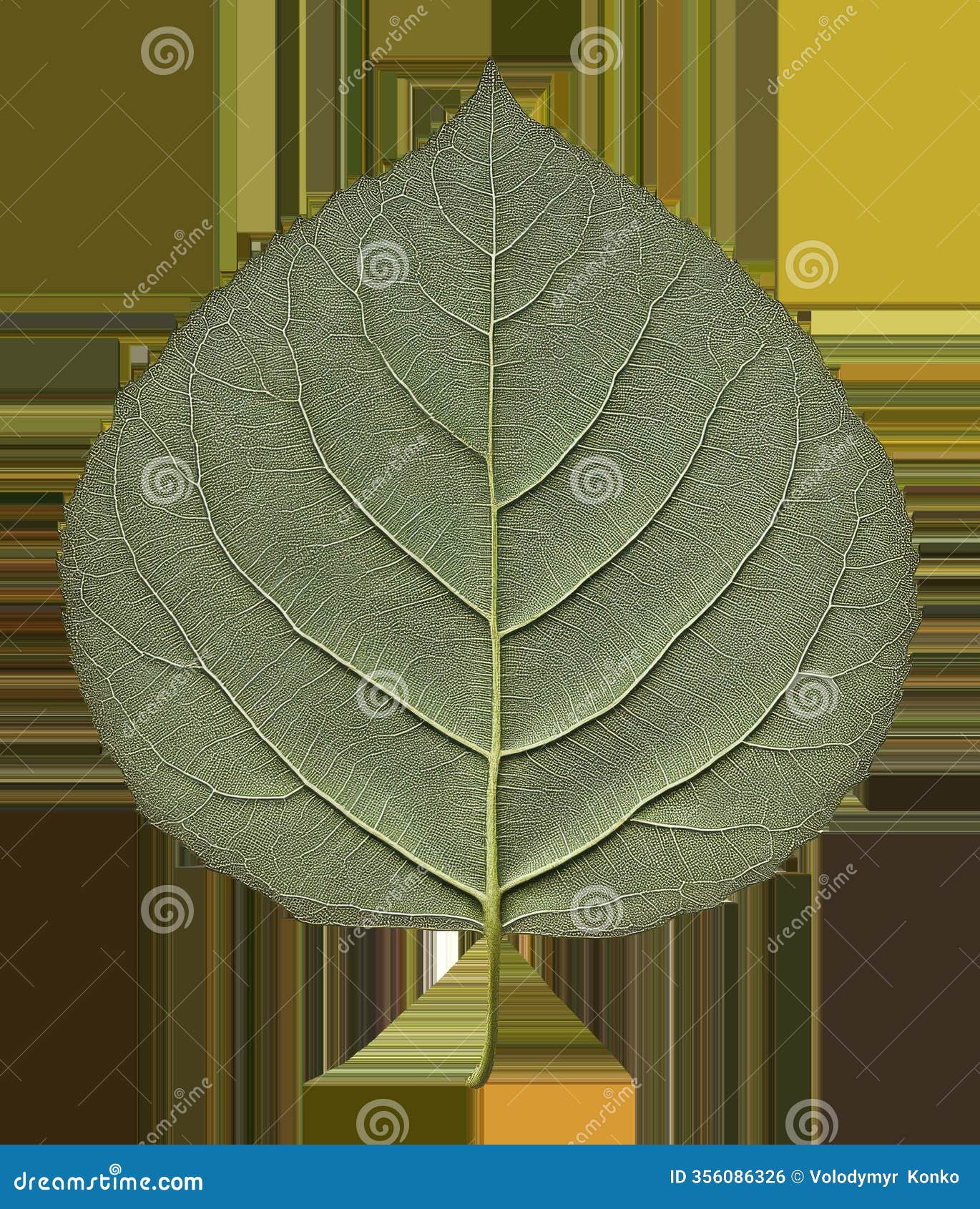 Leaf with Detailed Vein Pattern on Transparent Background, Botany and ...