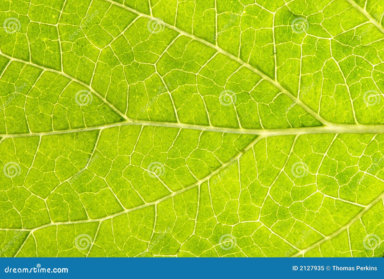 Leaf Details 002 stock image. Image of bottom, biology - 2127935