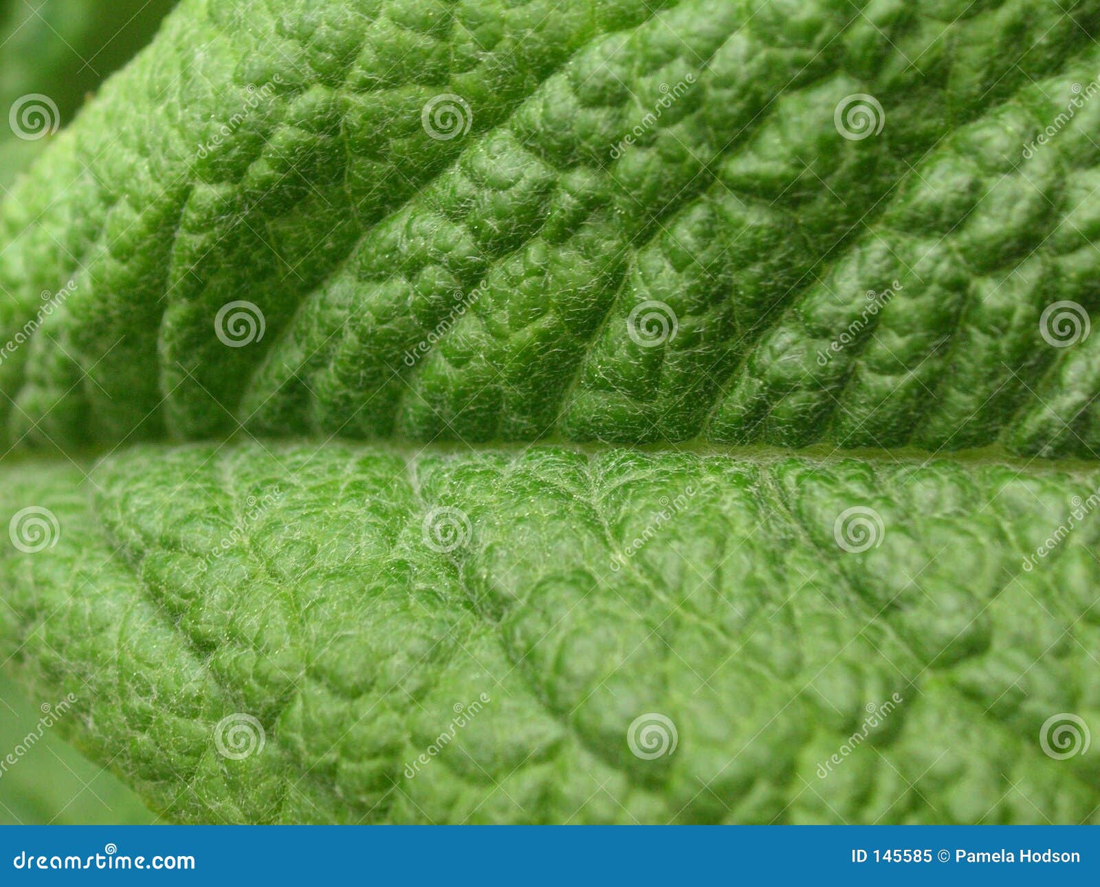 Leaf Details Picture. Image: 145585