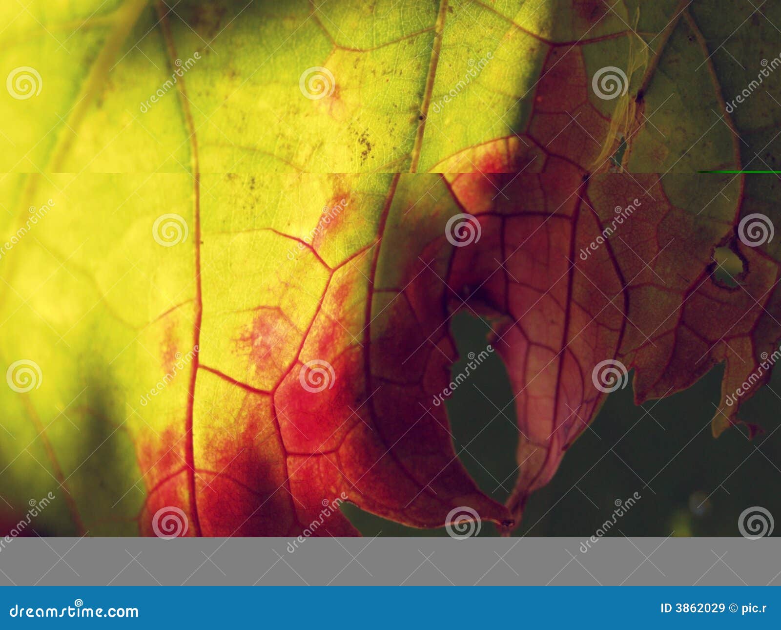 Leaf details stock image. Image of foliage, pattern, fall - 3862029