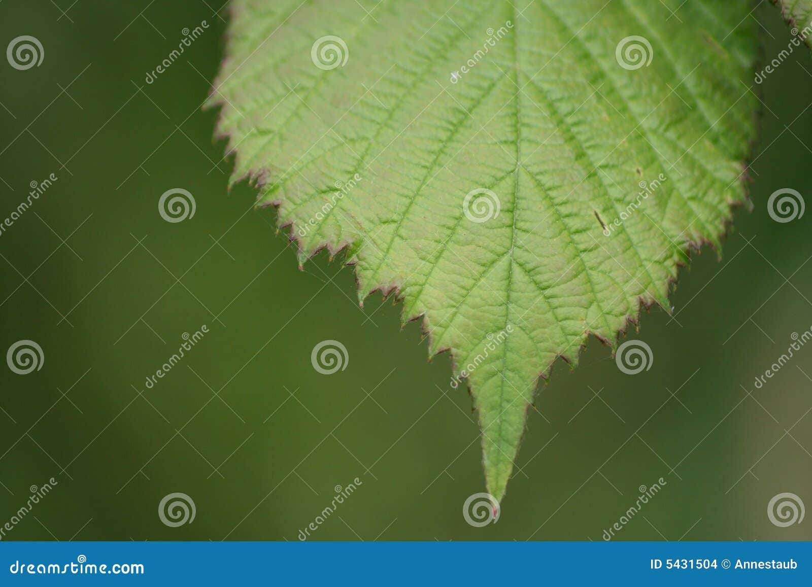 Leaf Details stock photo. Image of botanical, view, background - 5431504