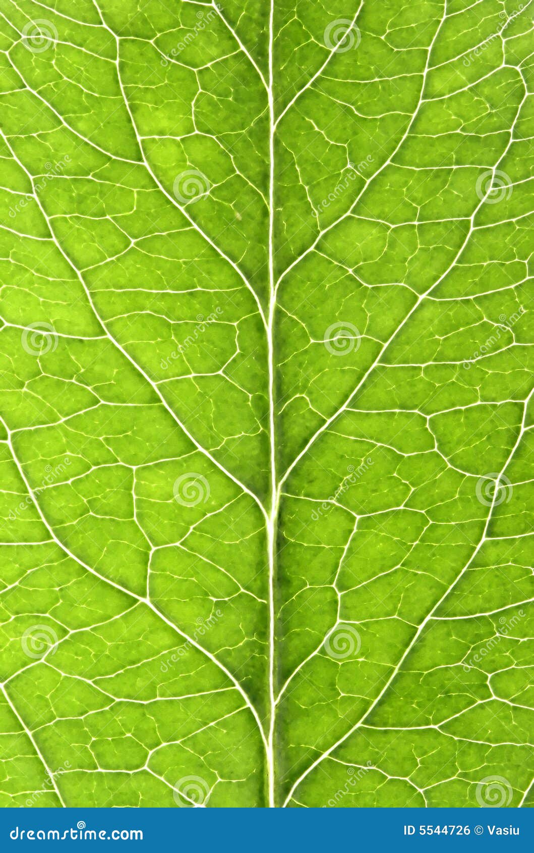 Leaf details stock photo. Image of growth, botany, spring - 5544726