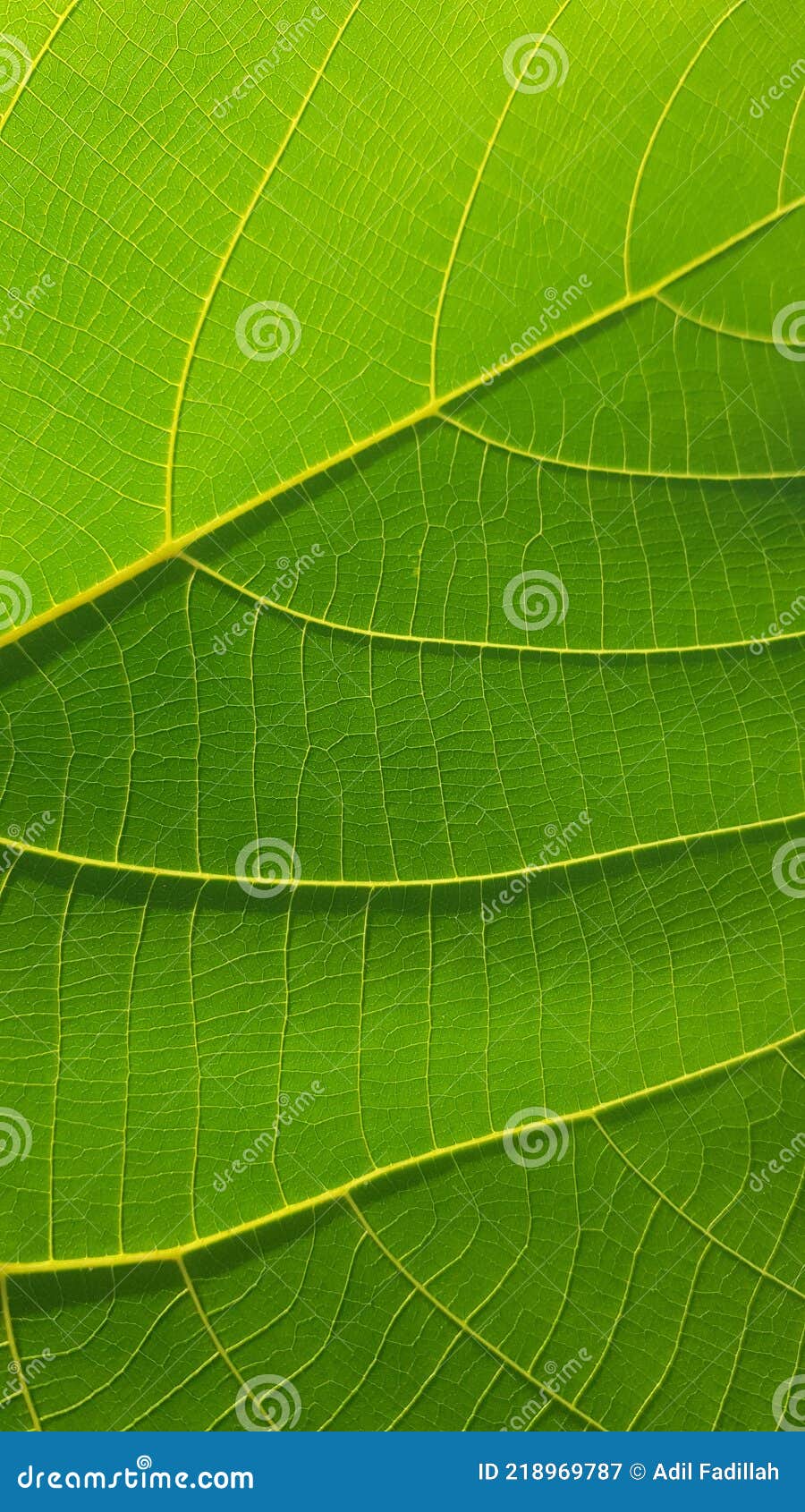 The Leaf Details stock image. Image of petal, nature - 218969787