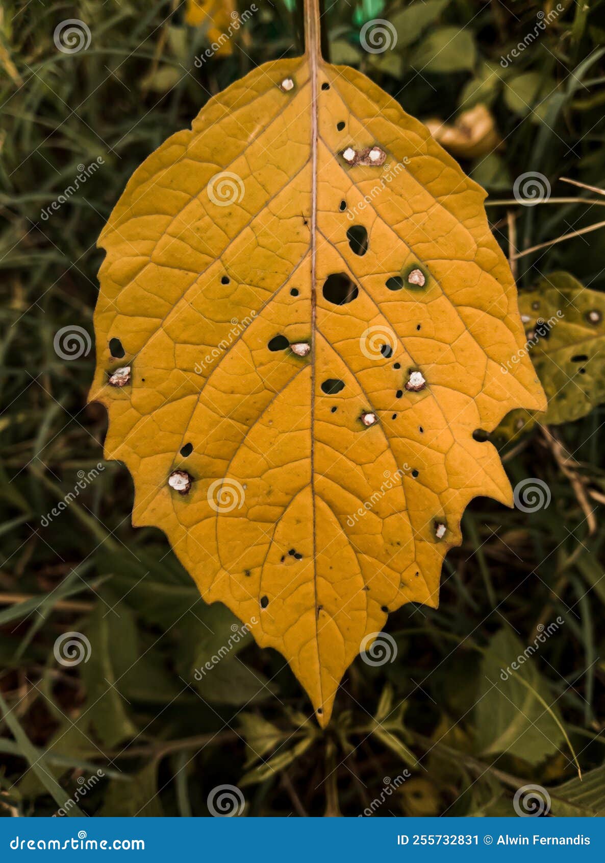 Leaf Deterioration stock image. Image of season, plant - 255732831