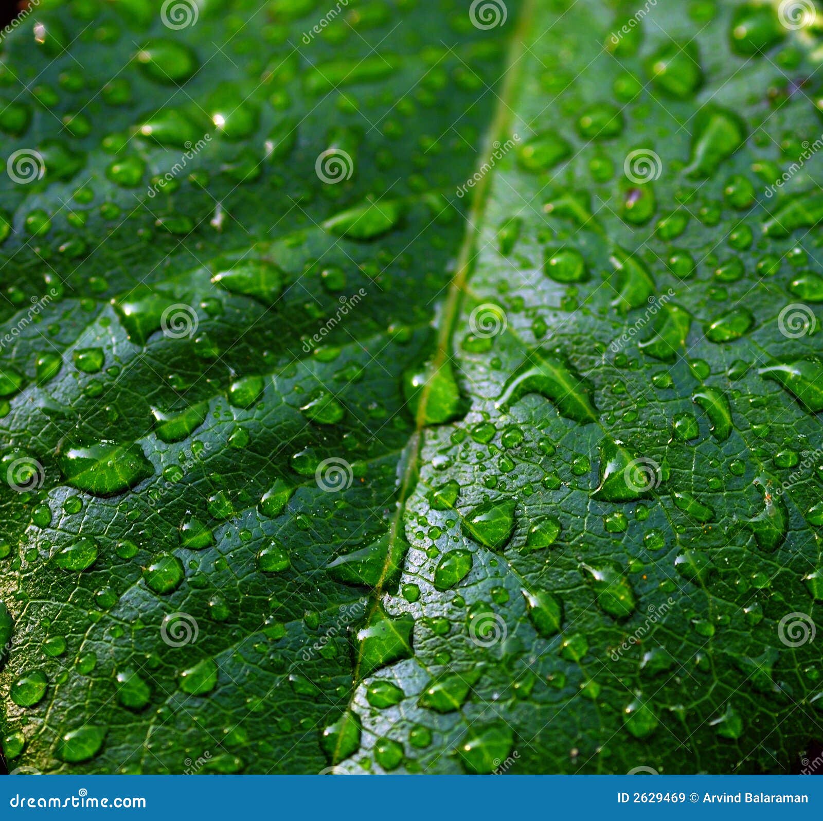 Leaf with dew stock image. Image of drop, clear, freshness - 2629469