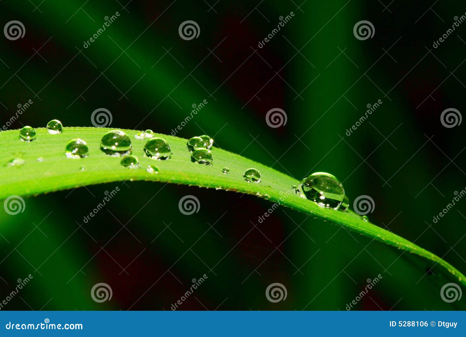The leaf with dew stock photo. Image of natural, globe - 5288106