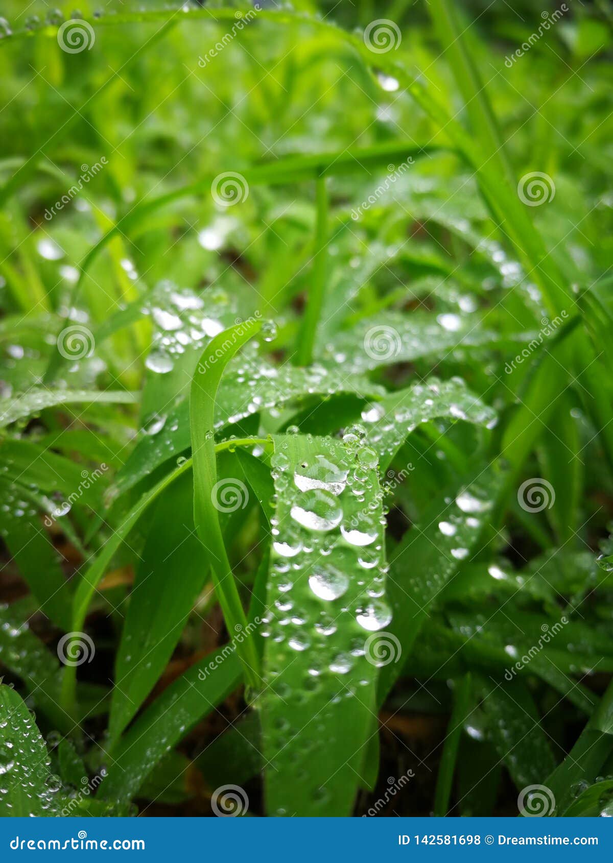 Leaf with Dew Drops in Garden Stock Photo - Image of green, leaf: 142581698