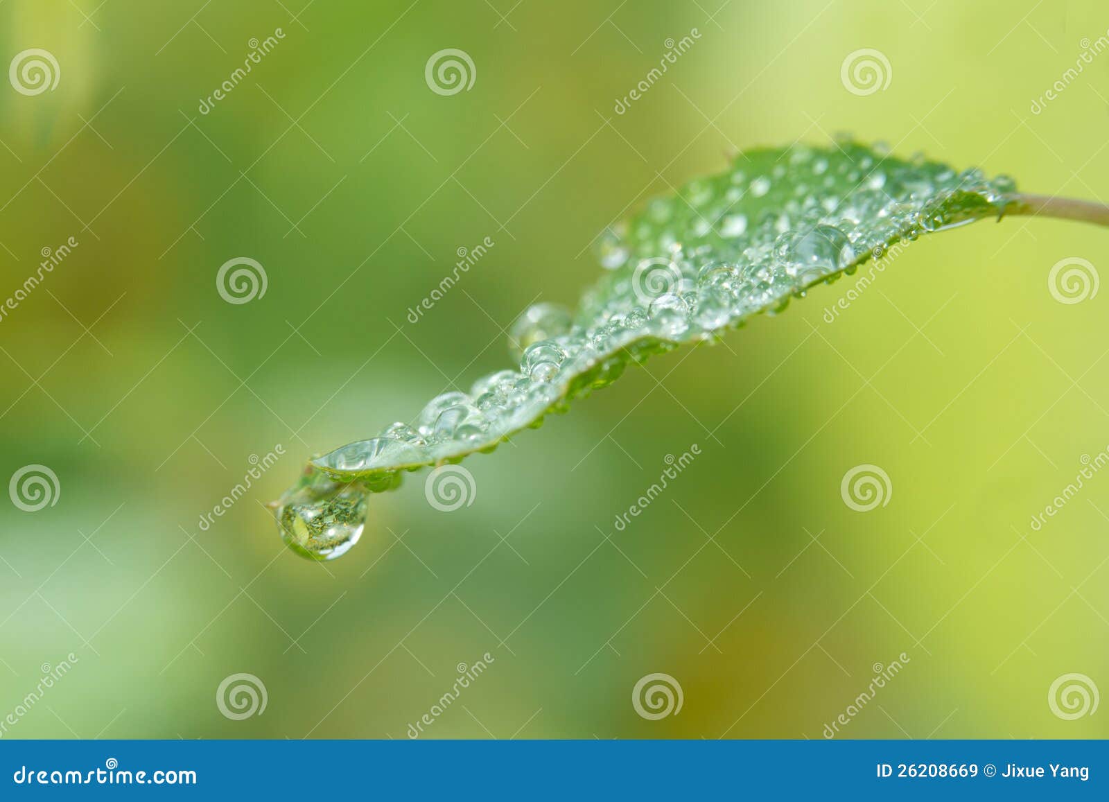 Leaf Dews stock image. Image of plant, clean, leaf, close - 26208669