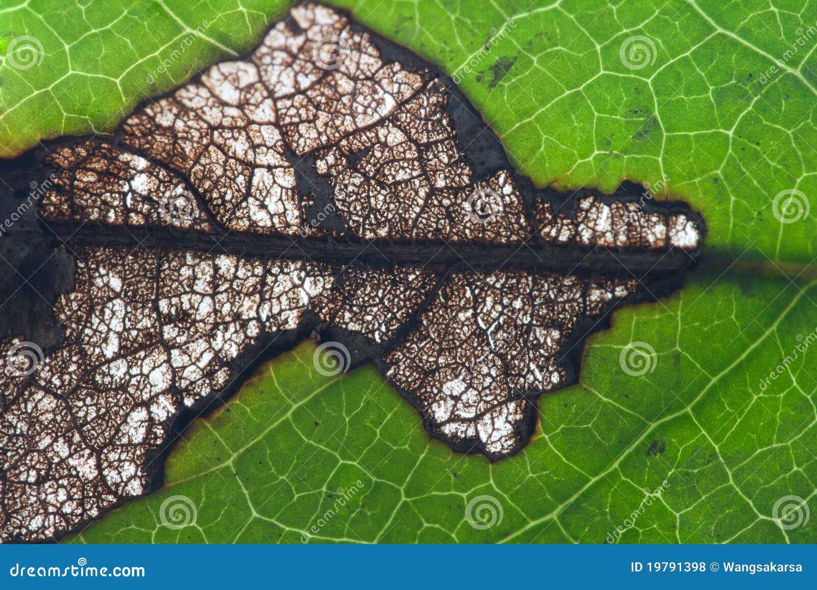 Leaf disease stock photo. Image of detailed, decay, close - 19791398