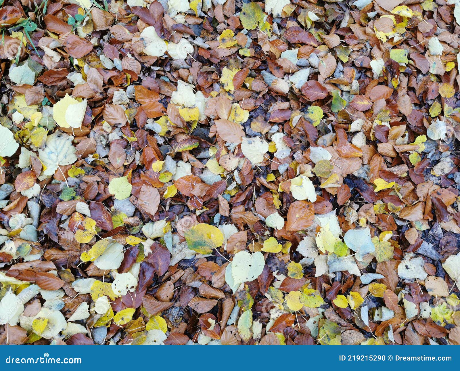 Leaf Diversity Colour Nature Stock Photo - Image of nature, autumn ...