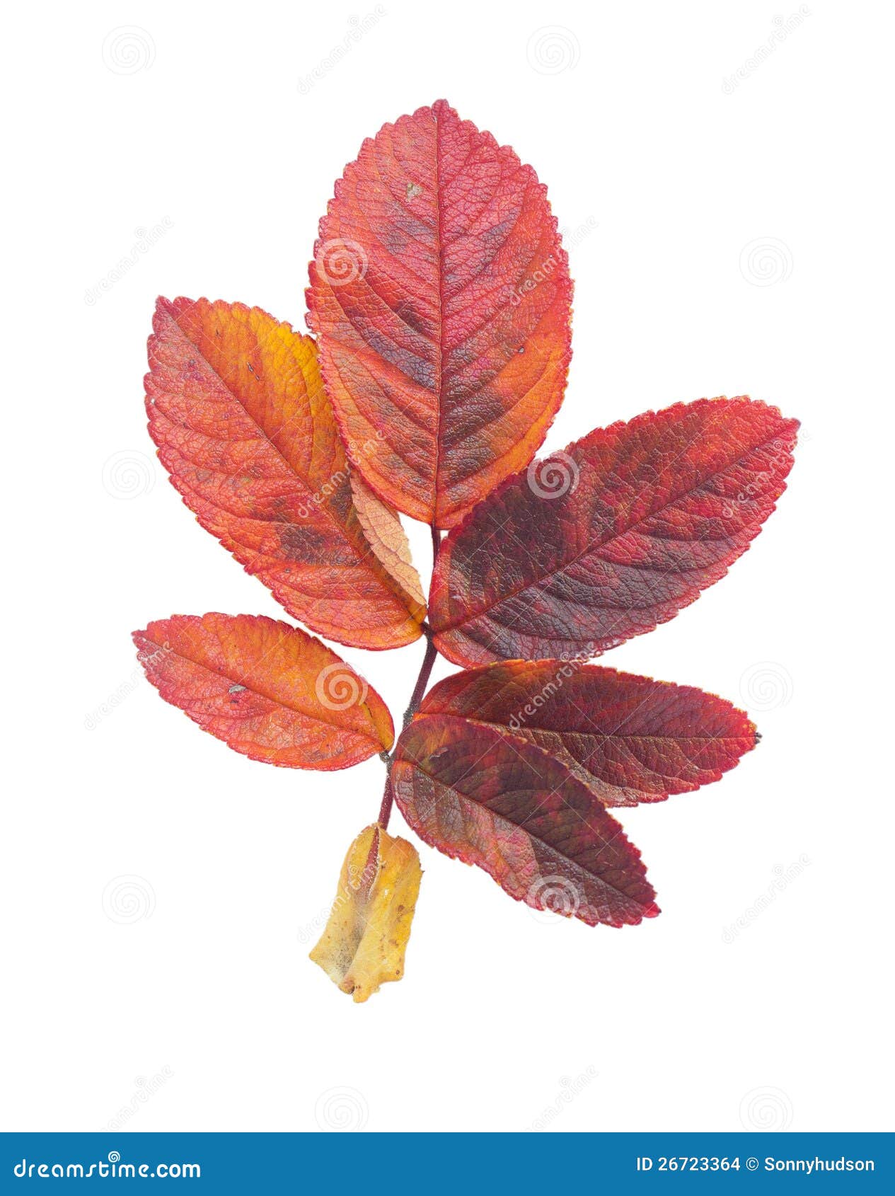 A Leaf of a dog rose stock photo. Image of foliage, botany - 26723364