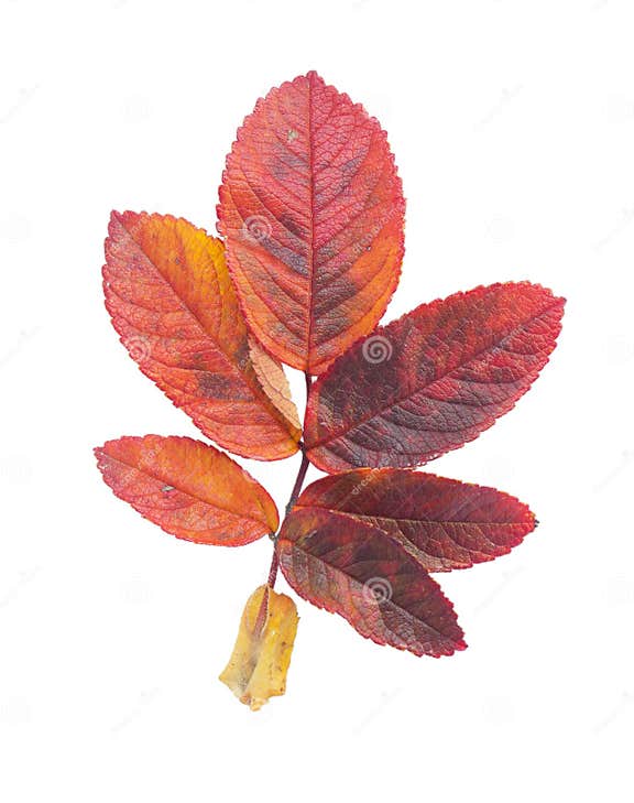 A Leaf of a dog rose stock photo. Image of foliage, botany - 26723364