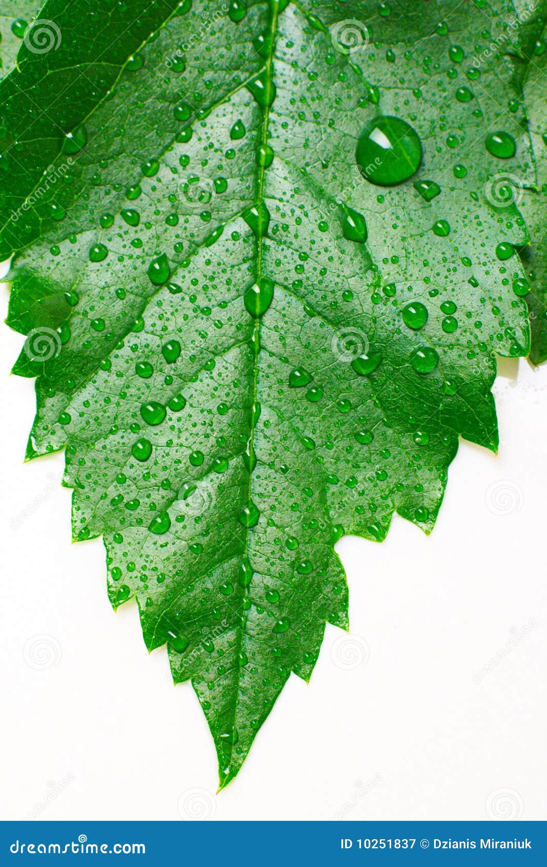 Leaf and drop stock image. Image of leaf, weather, green - 10251837