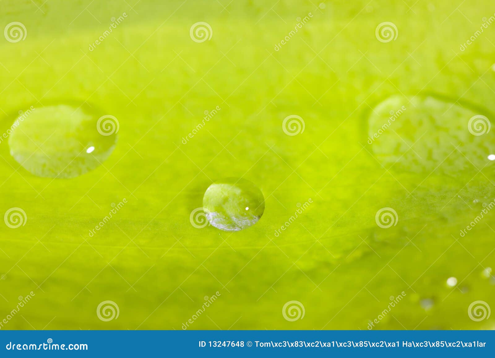 Leaf and drop stock photo. Image of texture, bright, closeup - 13247648