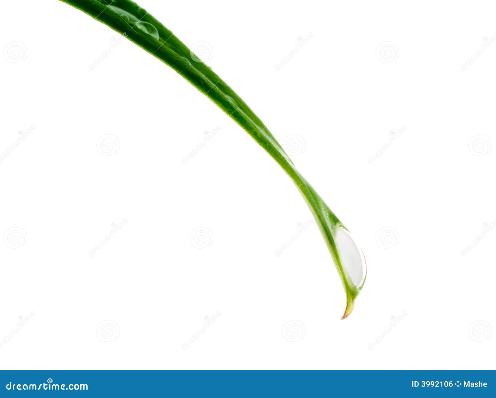 Leaf with a drop. stock photo. Image of closeup, clear - 3992106