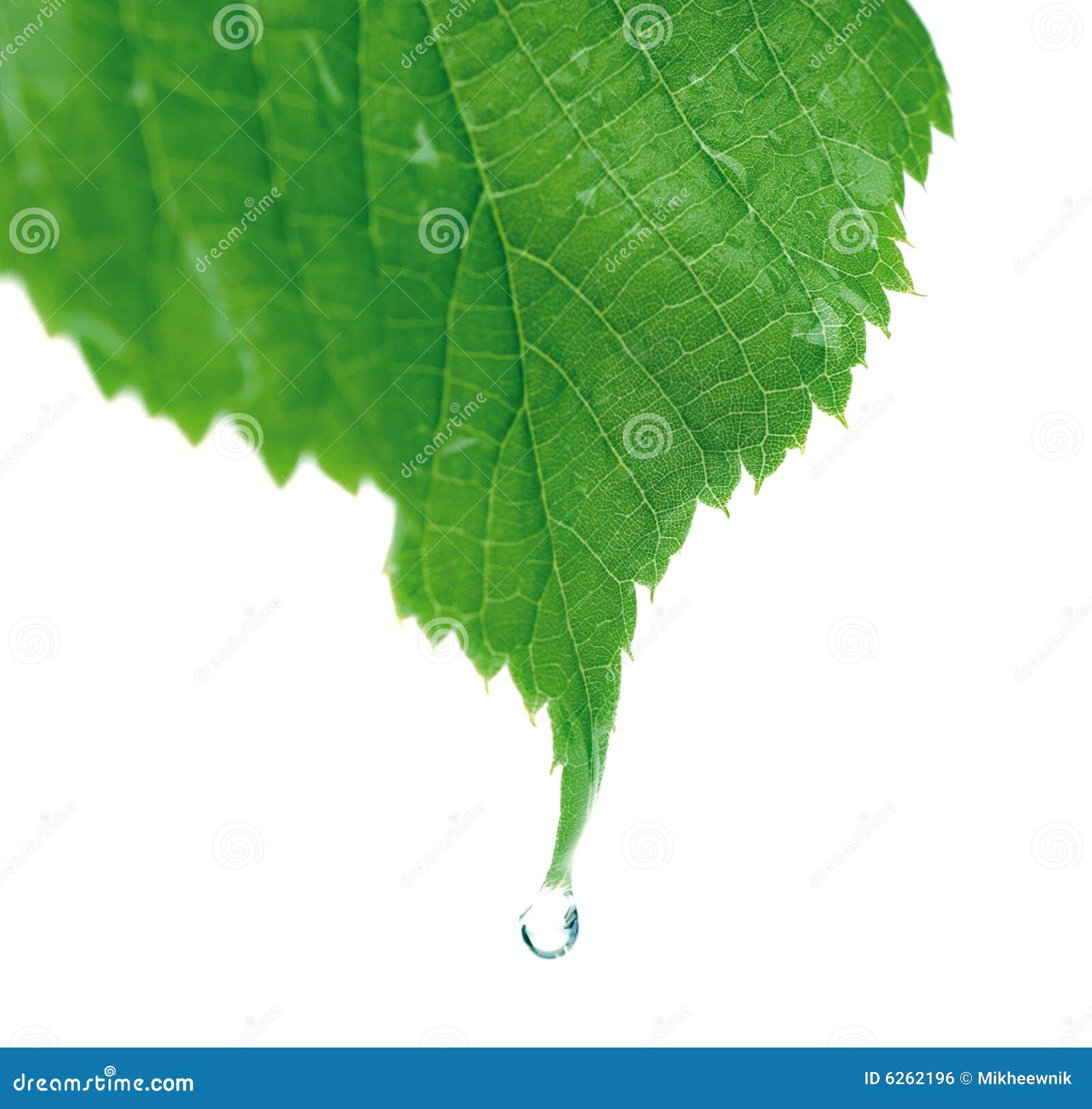 Leaf drop stock photo. Image of macro, leaf, rain, healthcare - 6262196