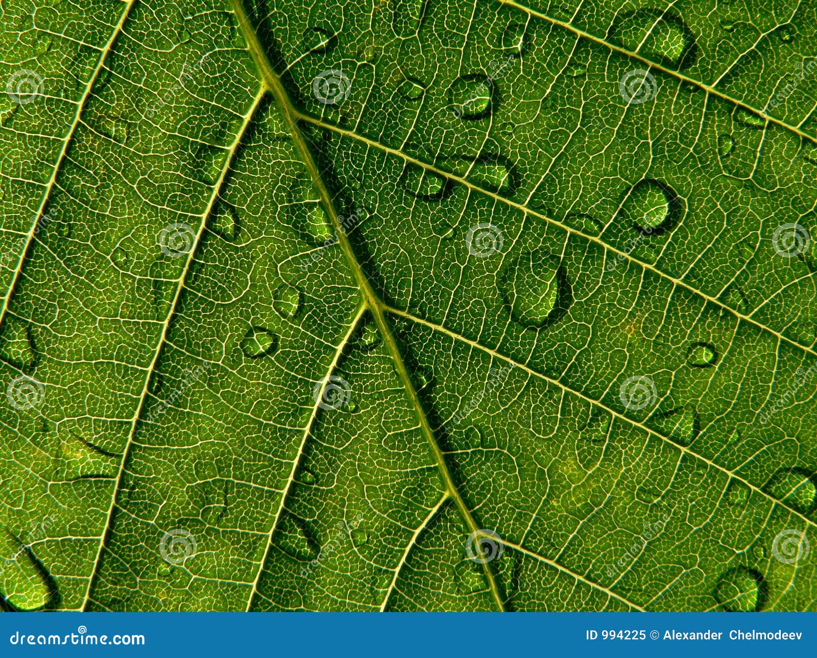 Leaf with drop stock image. Image of colors, material, form - 994225