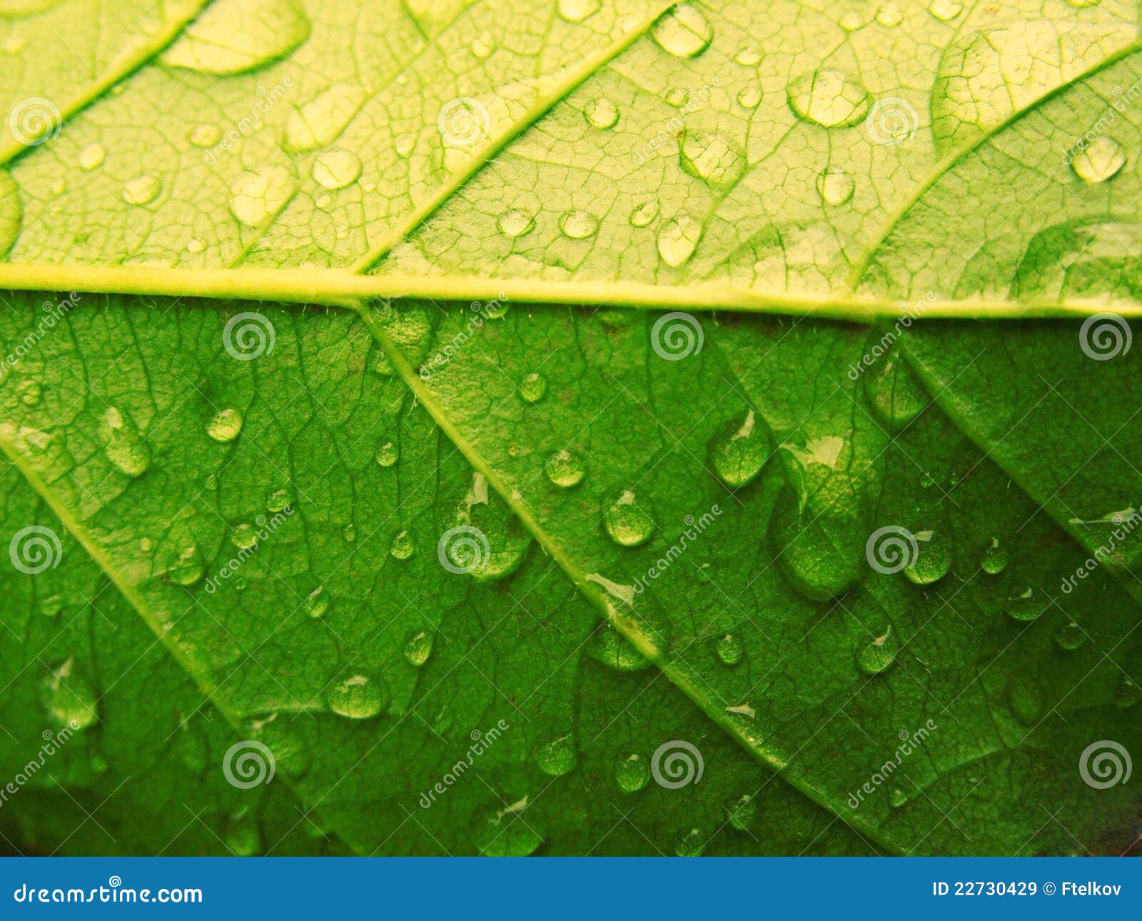 Leaf drop green stock image. Image of pattern, object - 22730429