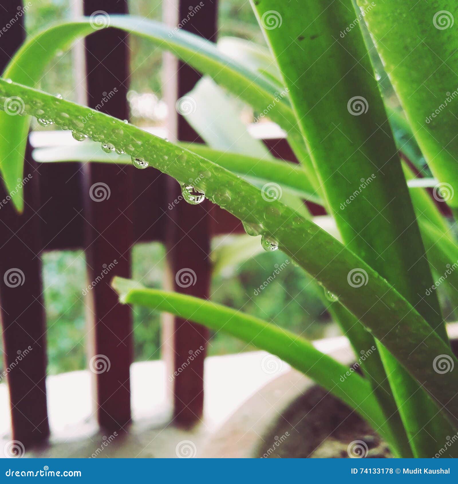 Leaf Drop Macro Photography Stock Photo - Image of ideas, drop: 74133178