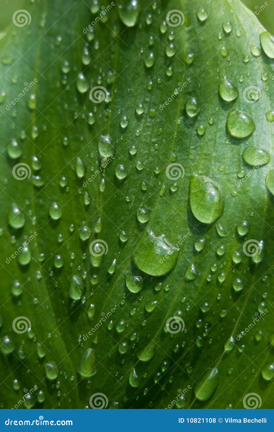 Leaf with Drops stock photo. Image of rain, water, drops - 10821108